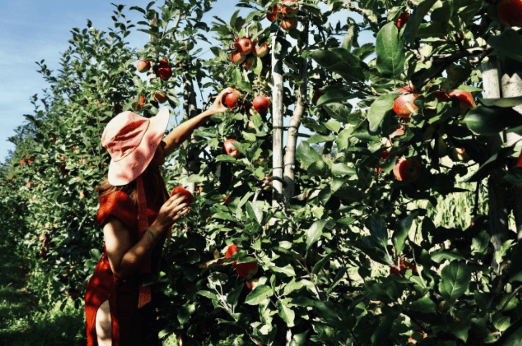 Philips Fruittuin - Eindhoven